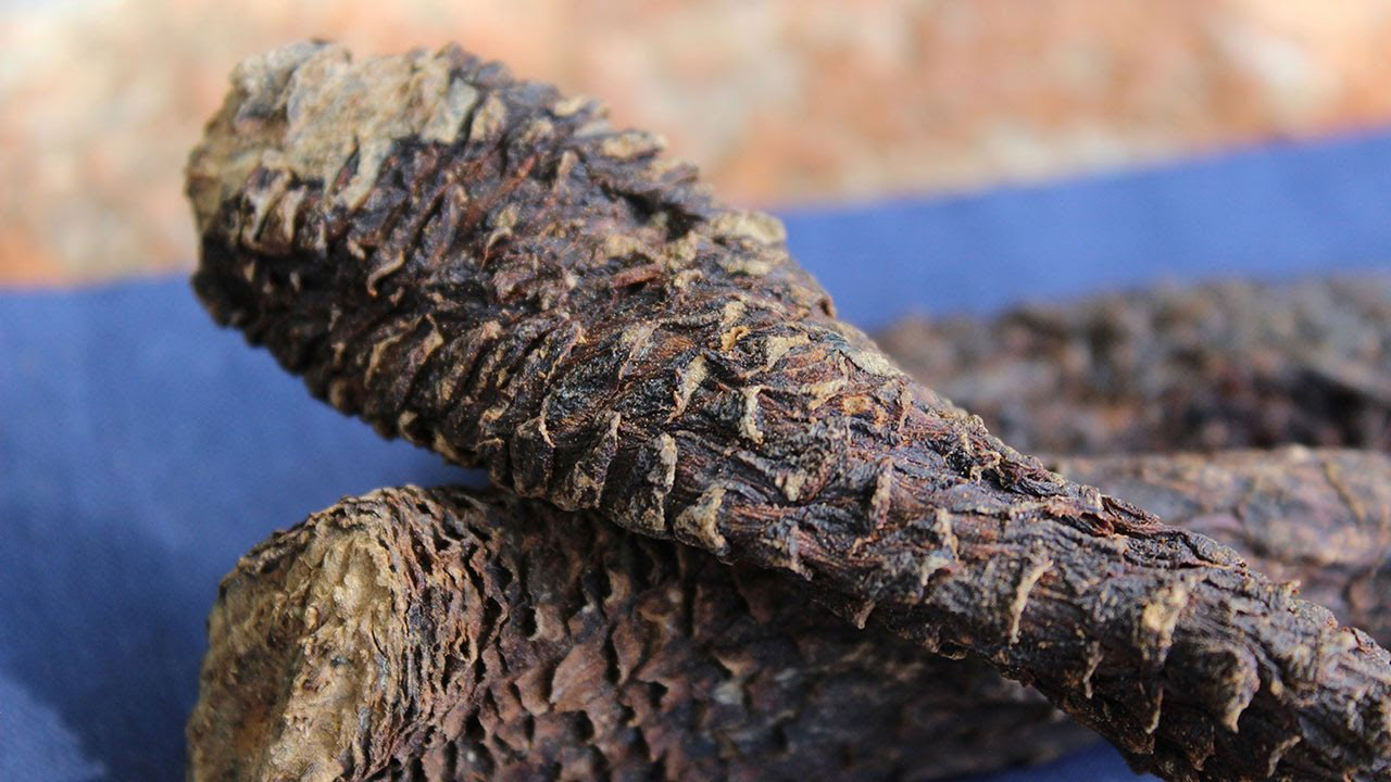 Cistanche: Miracle herb for Infertility, Impotency and Memory loss ...